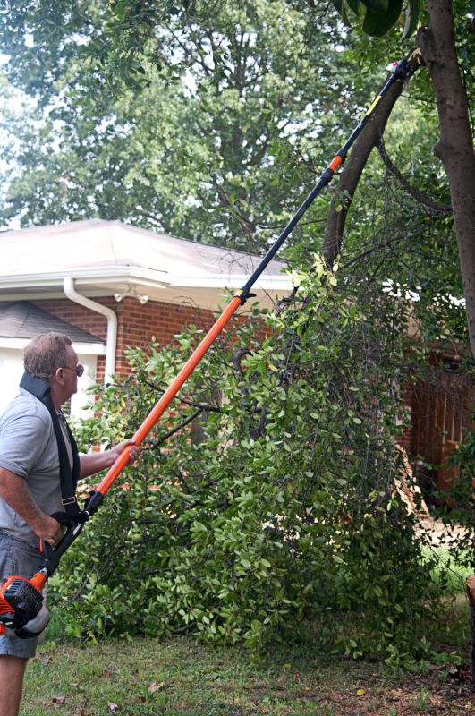 Professional Tree Limb Removal for a Safer Yard